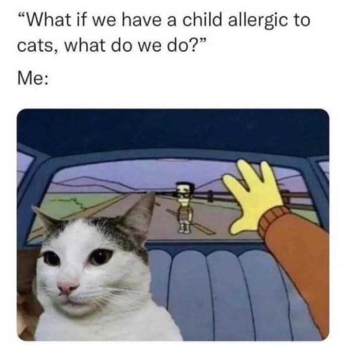 10 hilarious cat memes to brighten your day